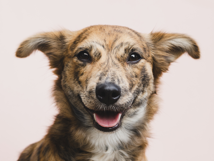 10 Signs Your Dog is Happy – JoJo – dogs